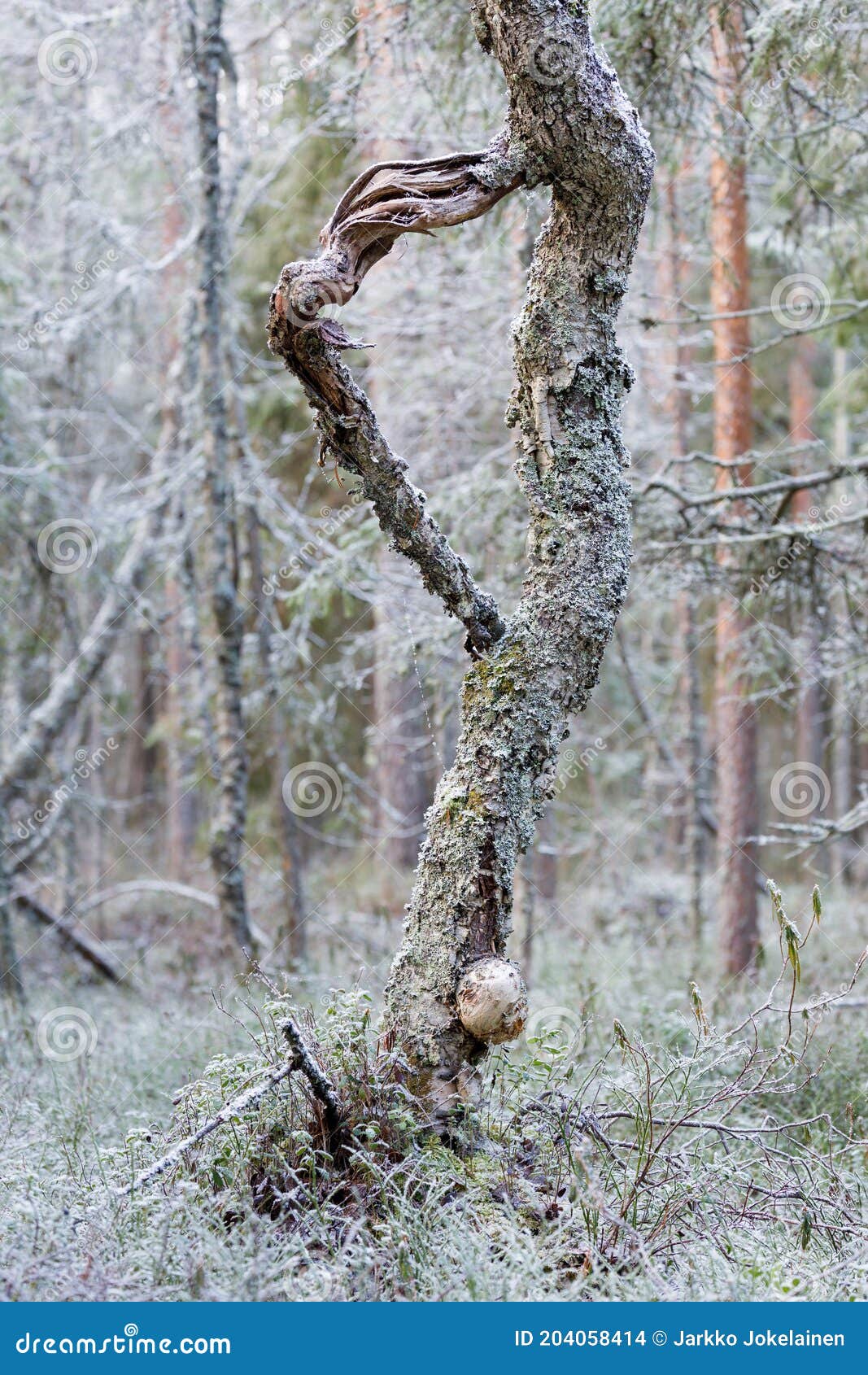 Gnarly Old Birch Tree Trunk Stock Photo - Image of boreal, frosty ...