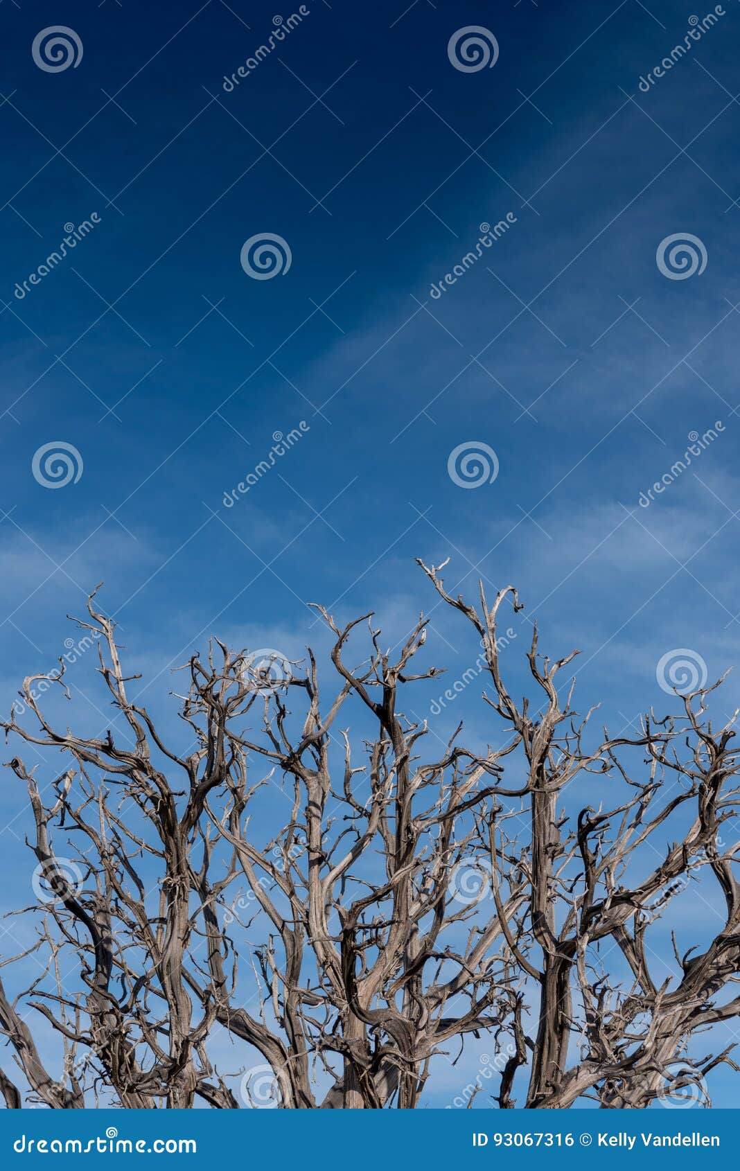 Gnarly Branches of Dried Tree on Blue Sky Stock Photo - Image of close ...