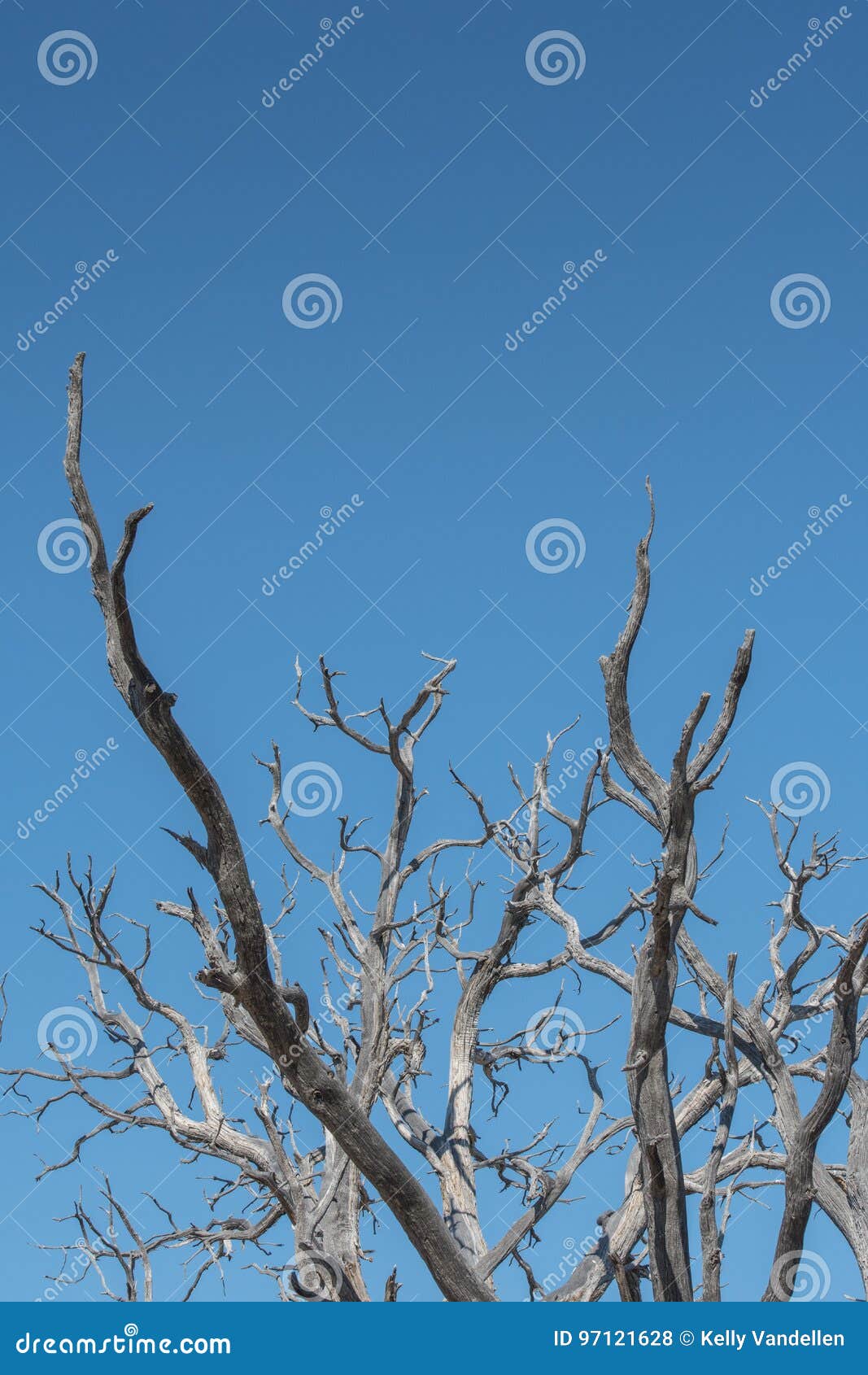 Gnarly Branches of Tree on Blue Sky Vertical Stock Photo - Image of ...
