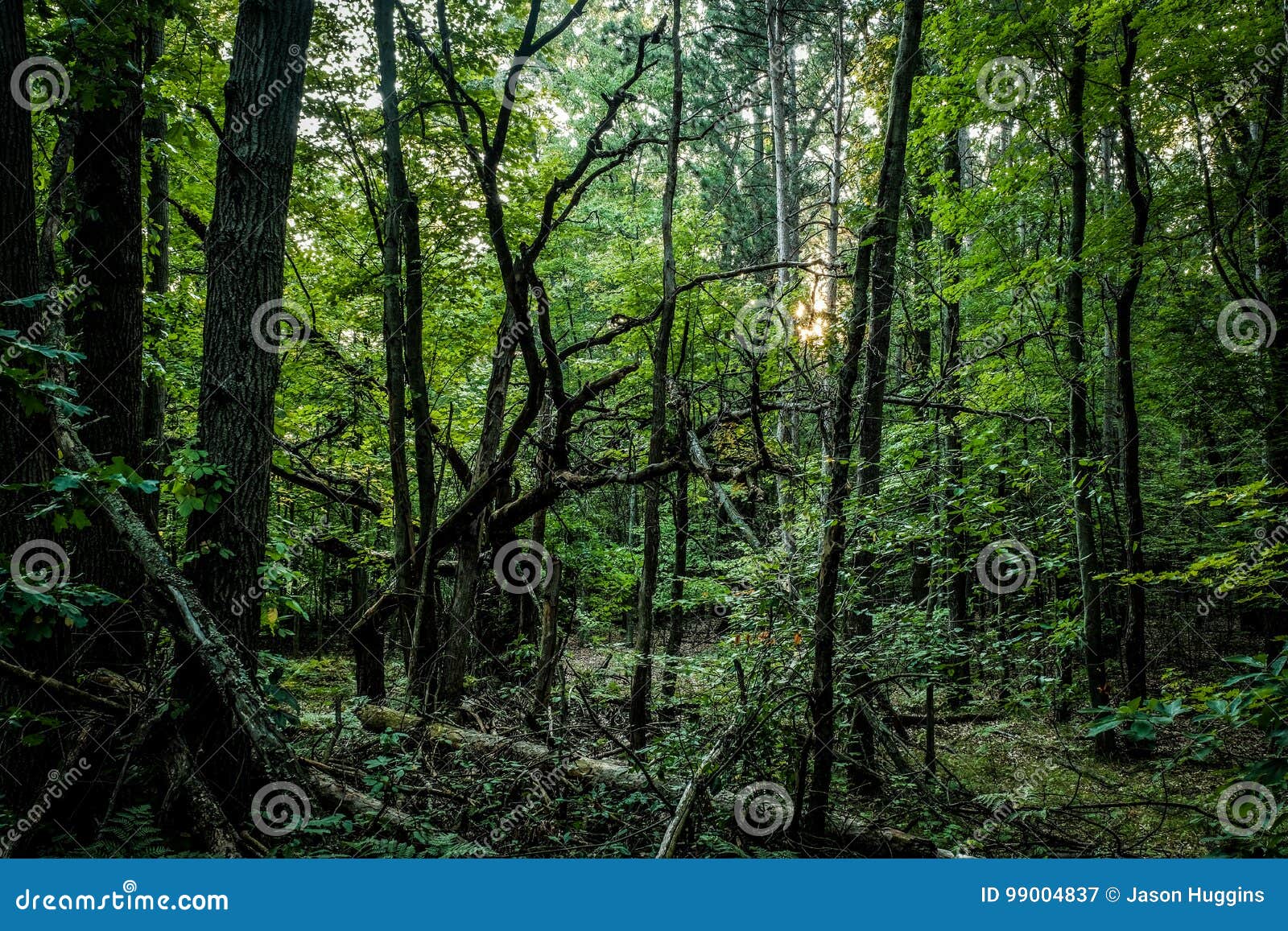 Gnarly Dead Fallen Tree in a Shadowy Forest Stock Image - Image of ...
