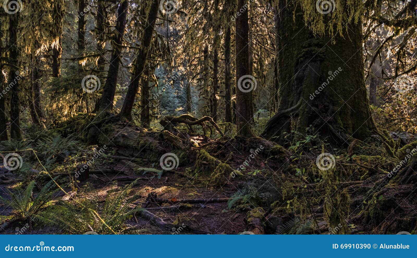 Gnarly Forest Tree stock photo. Image of scenic, beams - 69910390