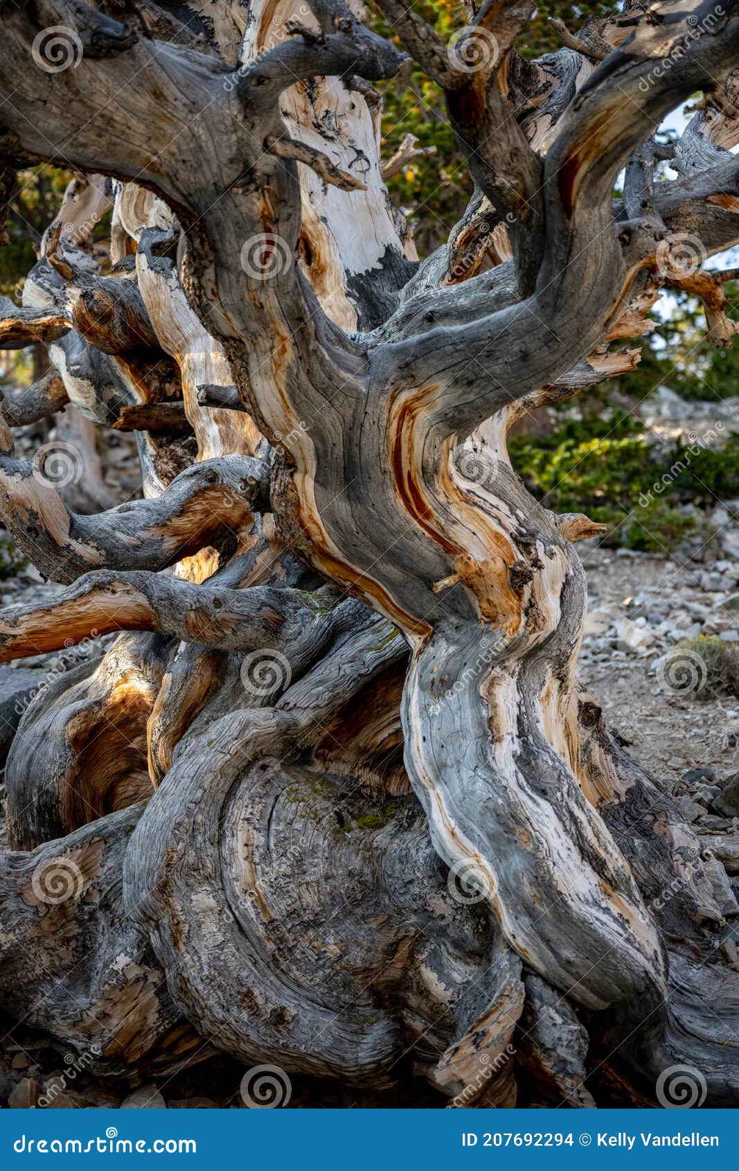 Bistle Stock Photos - Free & Royalty-Free Stock Photos from Dreamstime