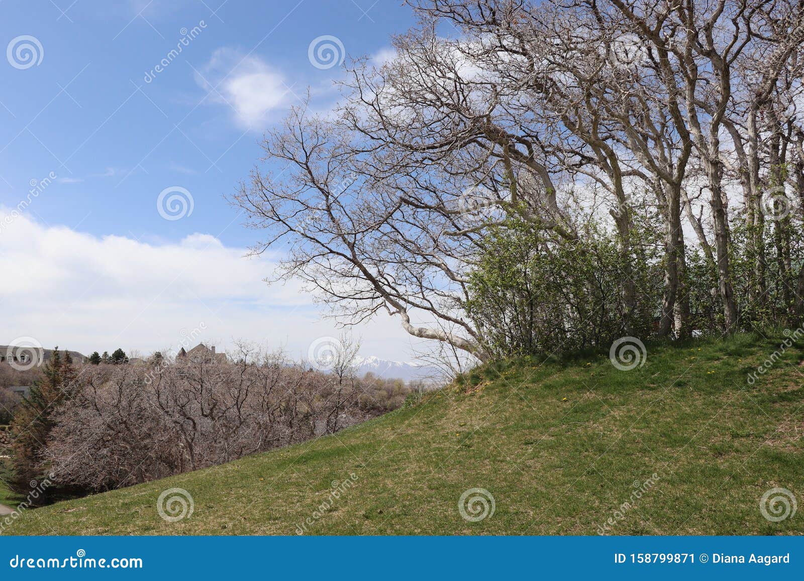 Gnarly Leafless Trees on a Grassy Knoll in the Wasatch Mountains Stock ...