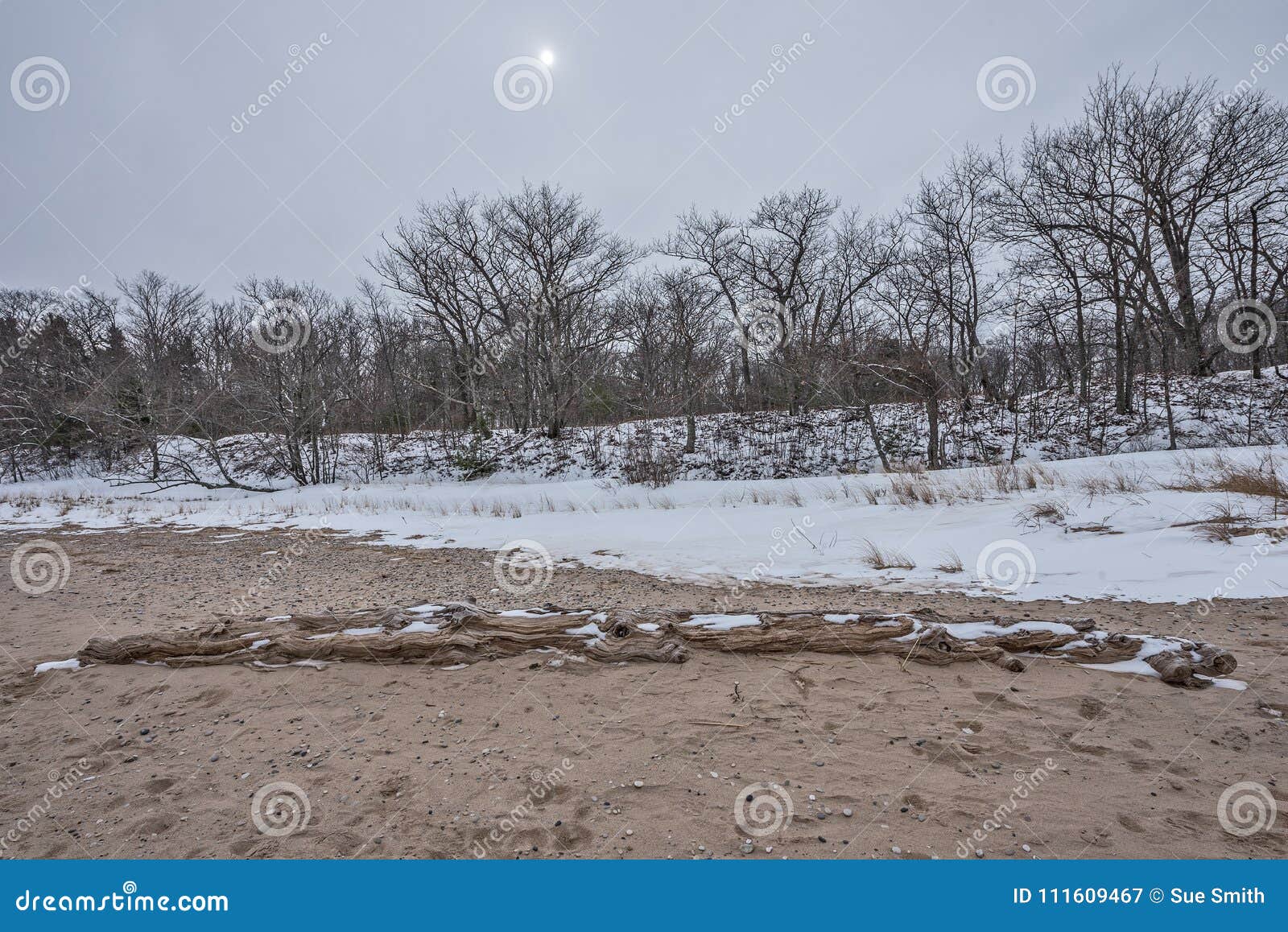 Gnarly Log on a Beach stock image. Image of nature, gnarly - 111609467