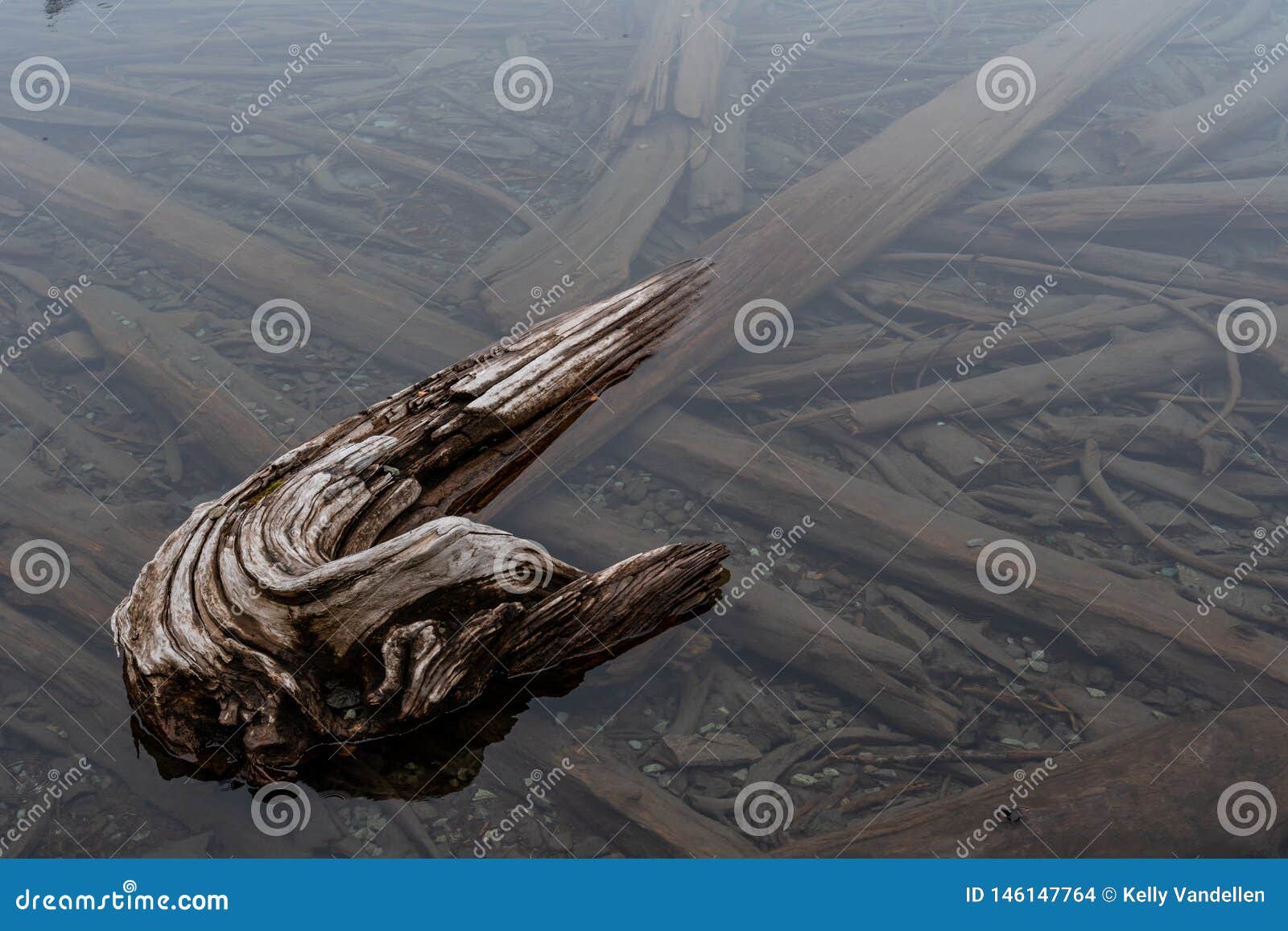 Gnarly Logs Sit Below Water Level Stock Photo - Image of lake, national ...