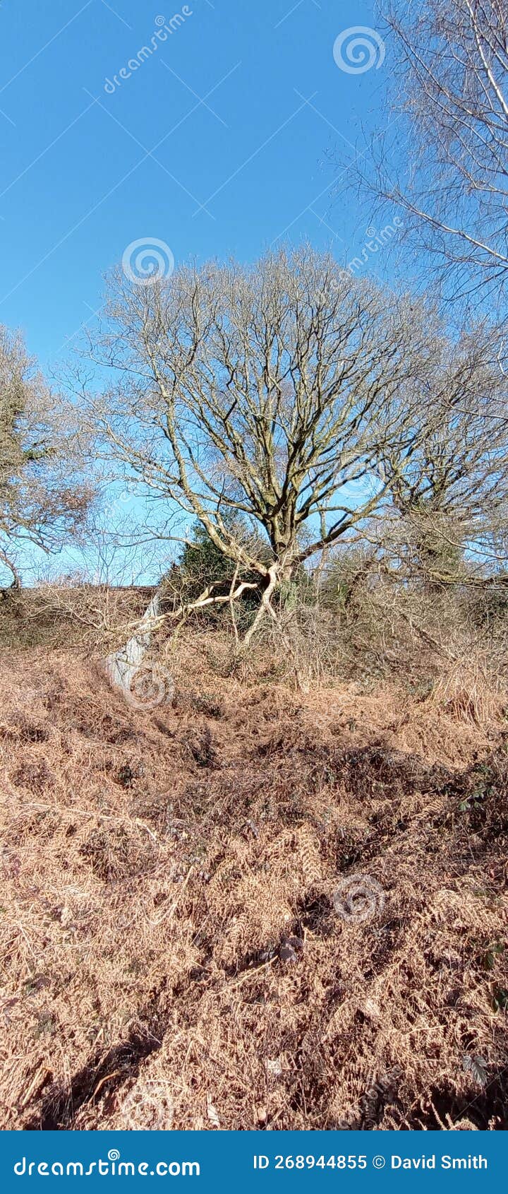 A Gnarly Oak Tree on the Bank Stock Image - Image of plant, landscape ...