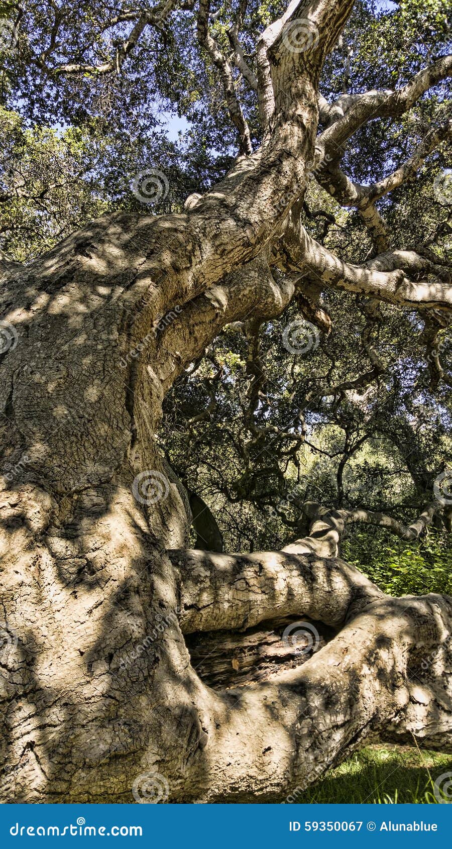 Gnarly Oak Tree stock image. Image of neutrals, grove - 59350067