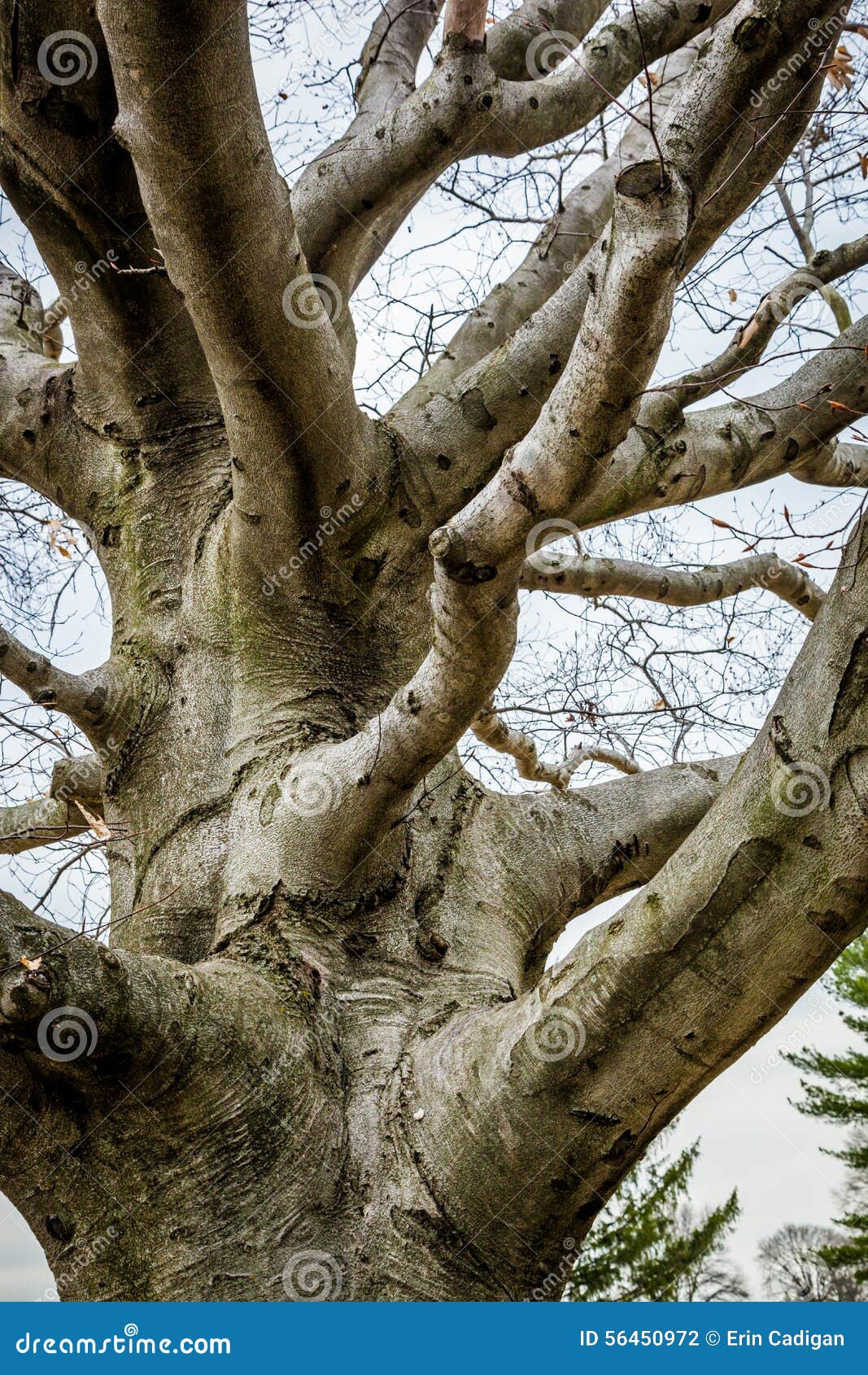 Gnarly Old Barren Tree stock photo. Image of knot, spooky - 56450972