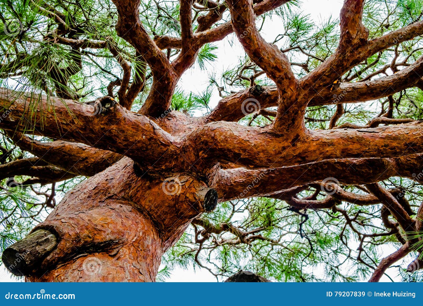 Gnarly old tree stock image. Image of overhead, daylight - 79207839