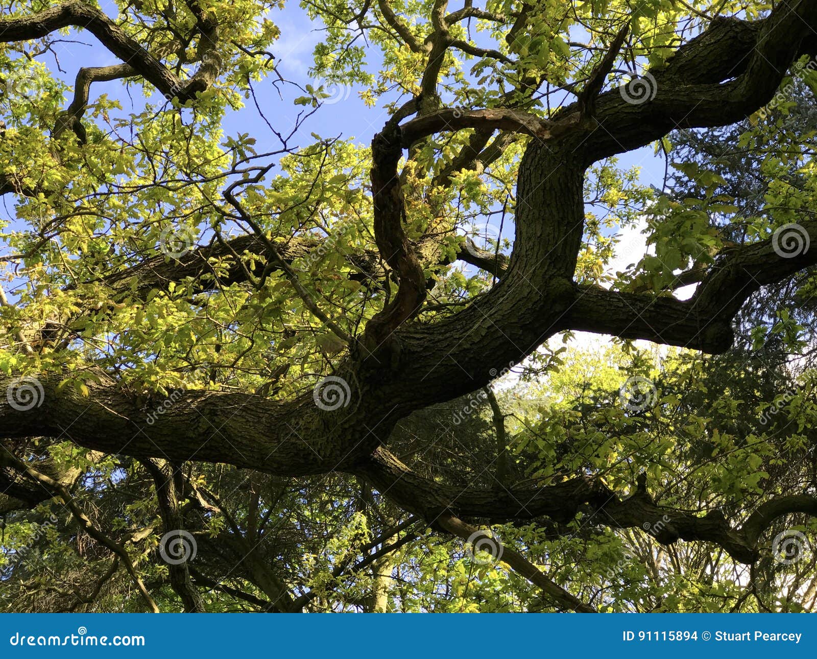 Gnarly old tree stock photo. Image of woods, tree, ancient - 91115894