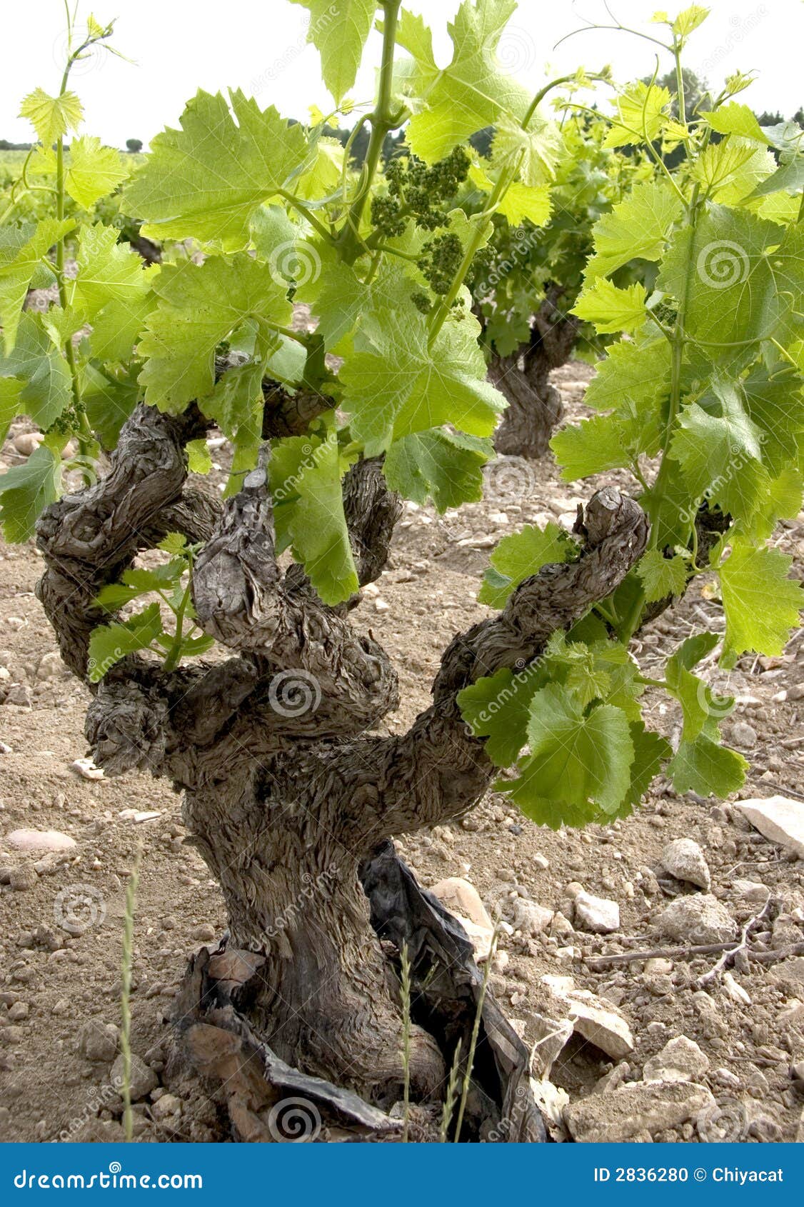 Gnarly Old Vine stock photo. Image of twisted, winery - 2836280