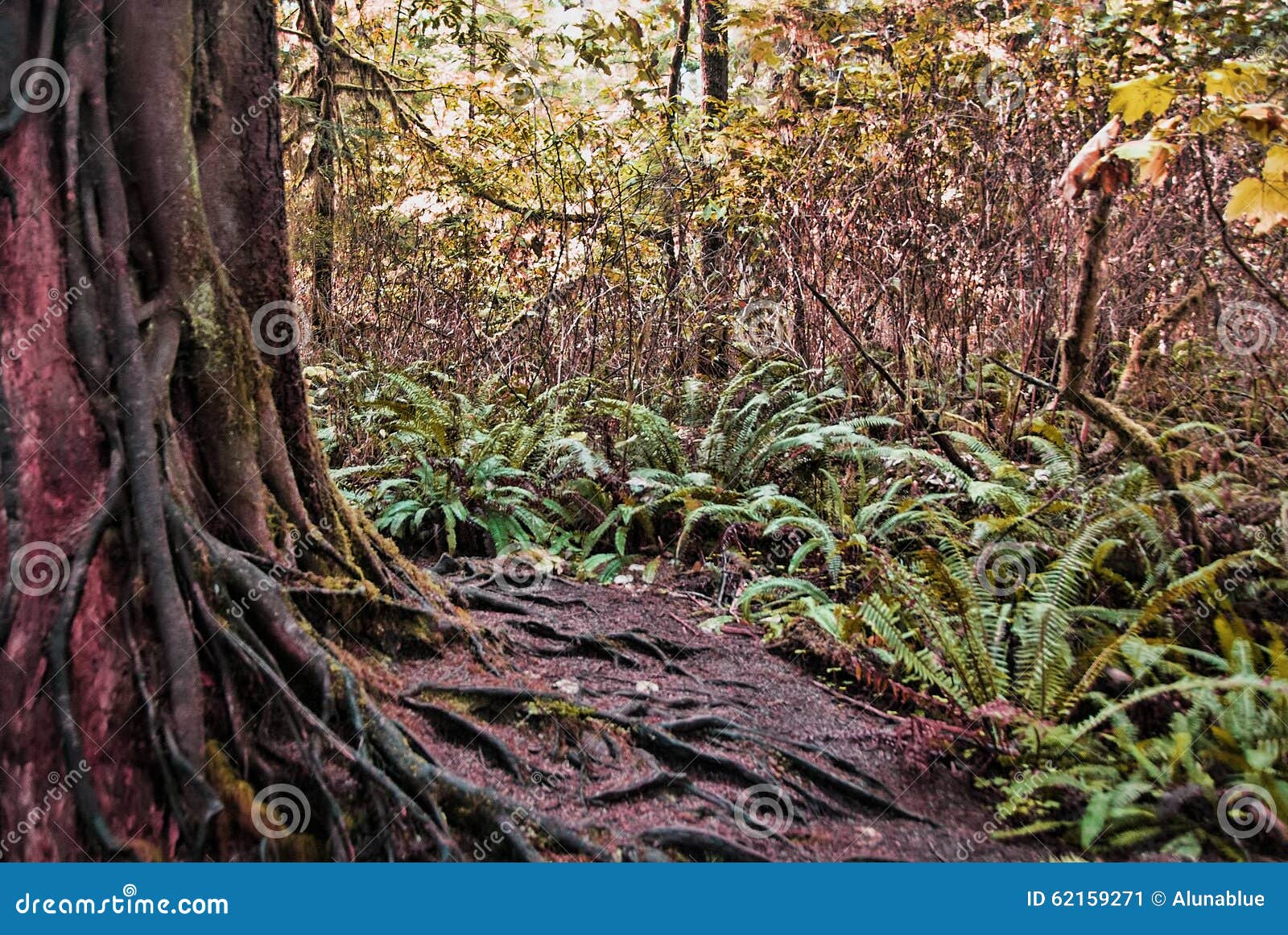 Gnarly Rooted Tree stock image. Image of national, landscape - 62159271