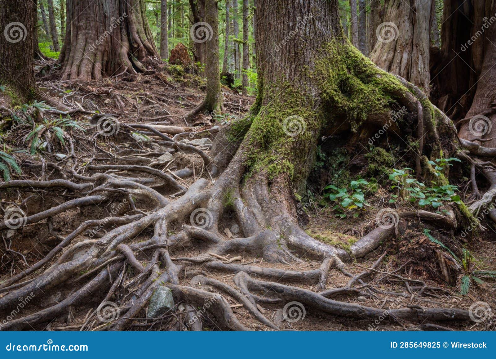 Gnarly Roots Around a Tree in Upper Avatar Grove Stock Image - Image of ...