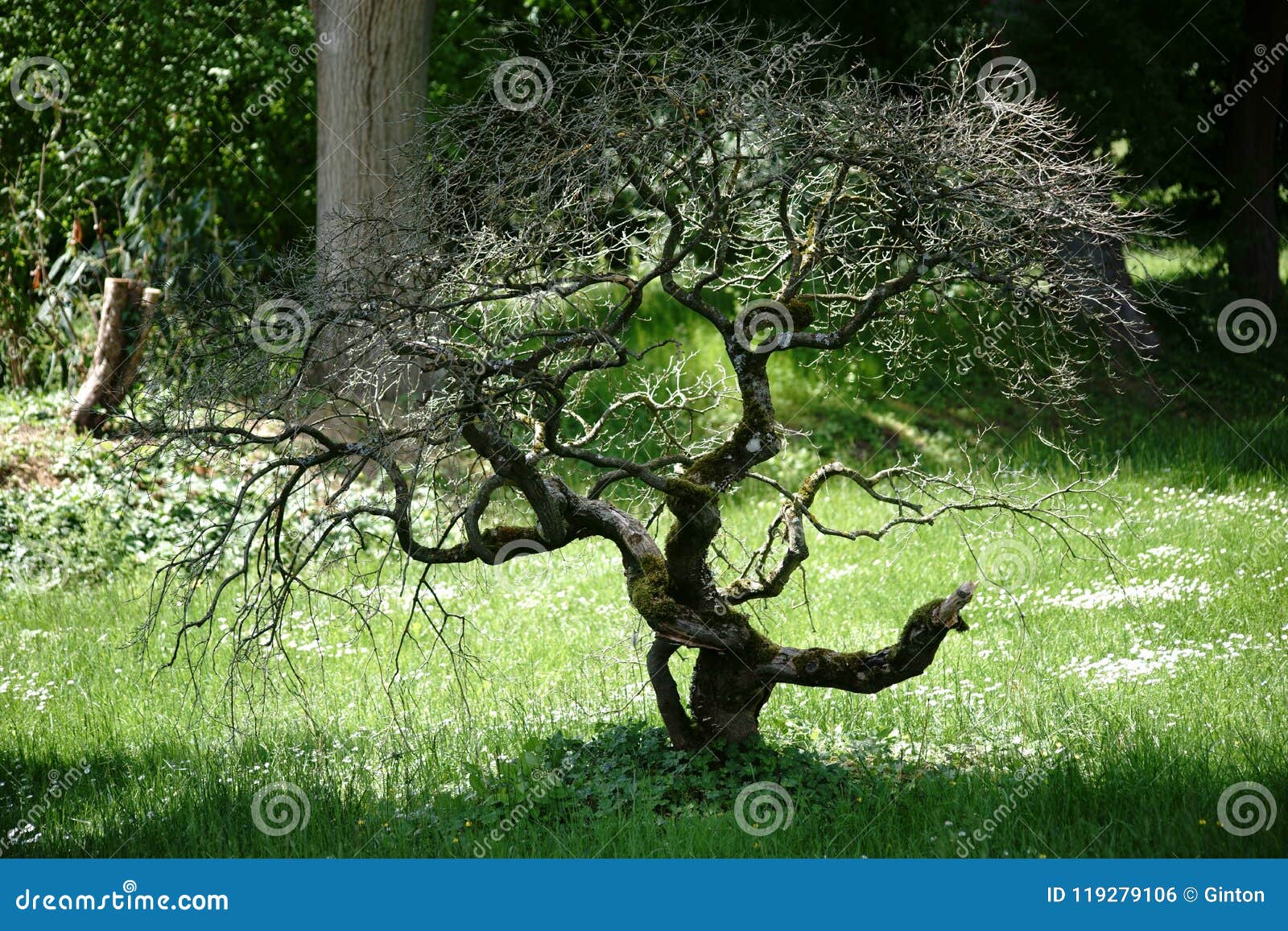 Gnarled bonsai tree stock photo. Image of moss, lichens - 119279106