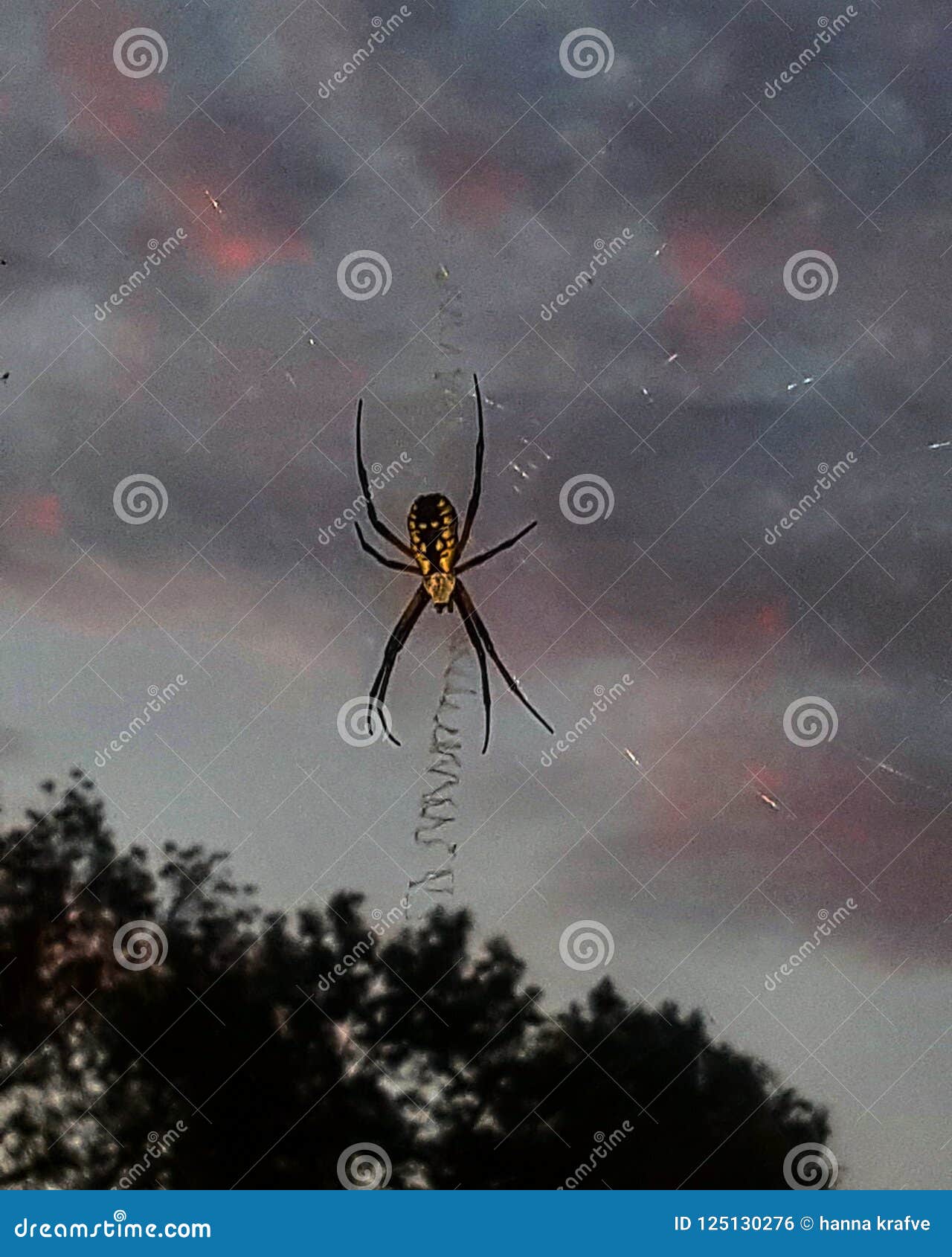 Gnarly stock photo. Image of clouds, sunset, spider - 125130276
