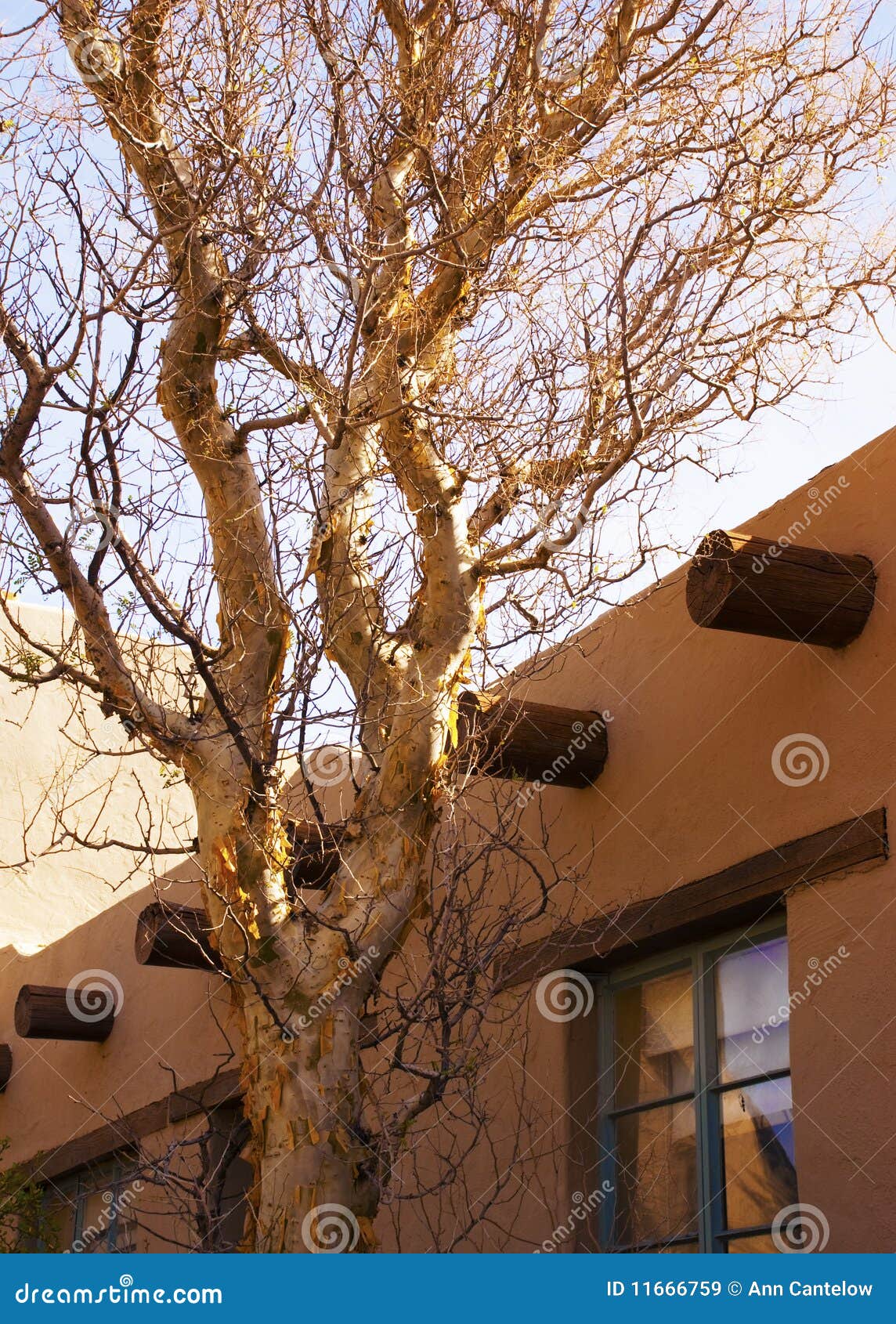 Gnarly Tree stock image. Image of southwest, troubled - 11666759