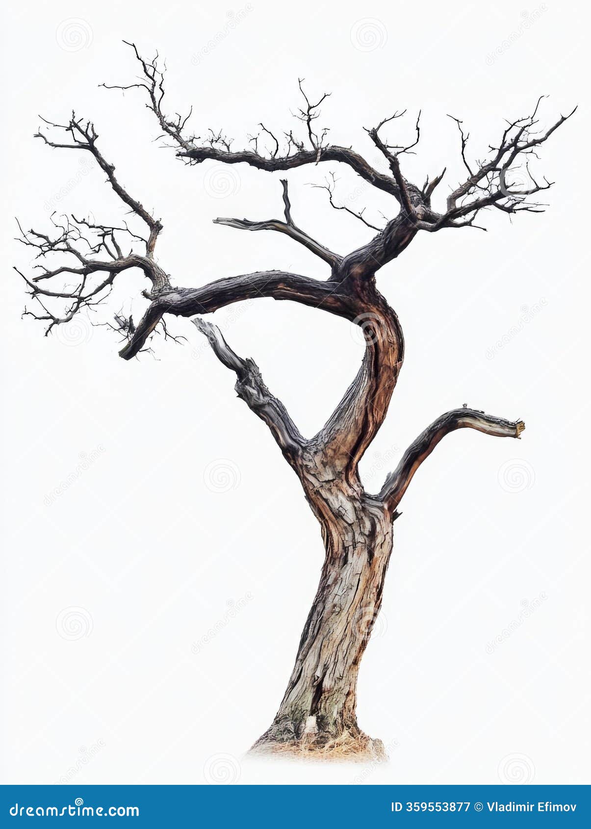 Gnarly Tree Branch stock illustration. Illustration of foliage - 359553877