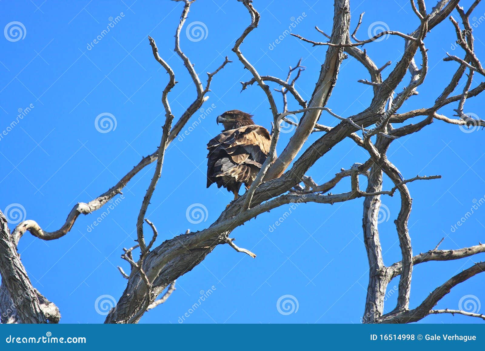 Gnarly Tree Branches with an Eagle Stock Photo - Image of feathers ...