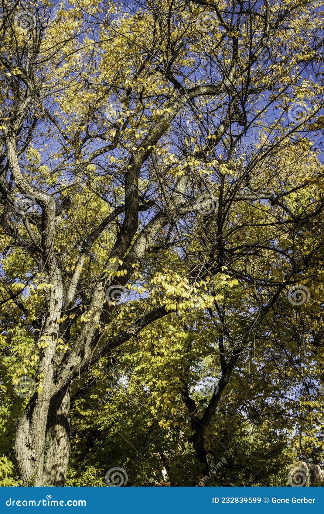 Gnarly Tree Branches stock image. Image of gerber, colorful - 232839599
