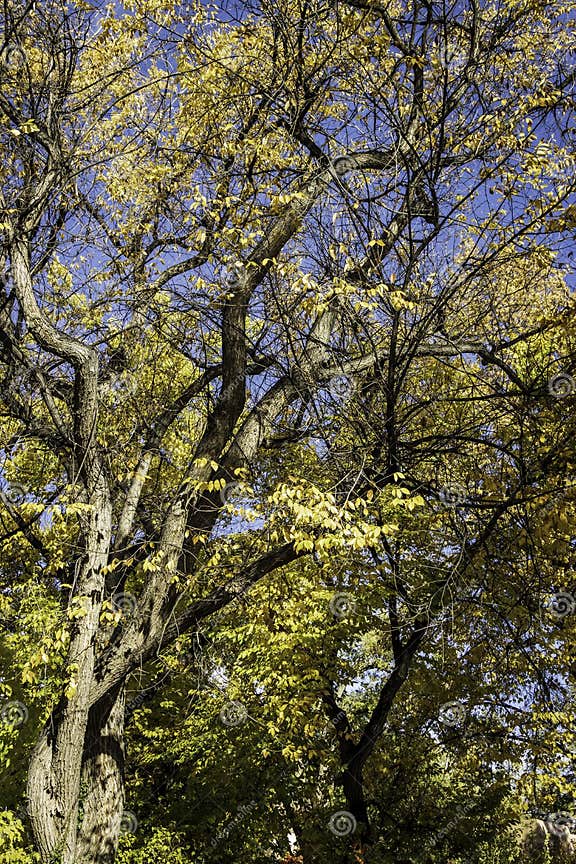 Gnarly Tree Branches stock image. Image of gerber, colorful - 232839599