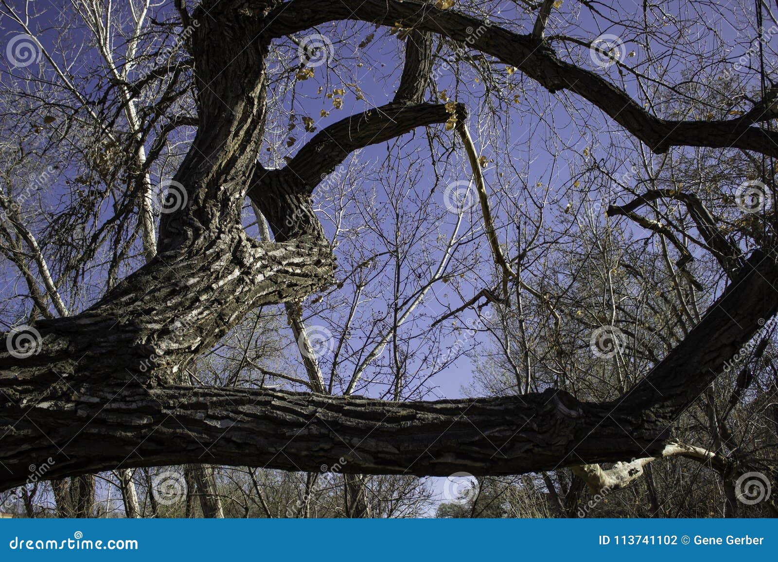 Gnarly Tree Branches stock photo. Image of tree, leaves - 113741102