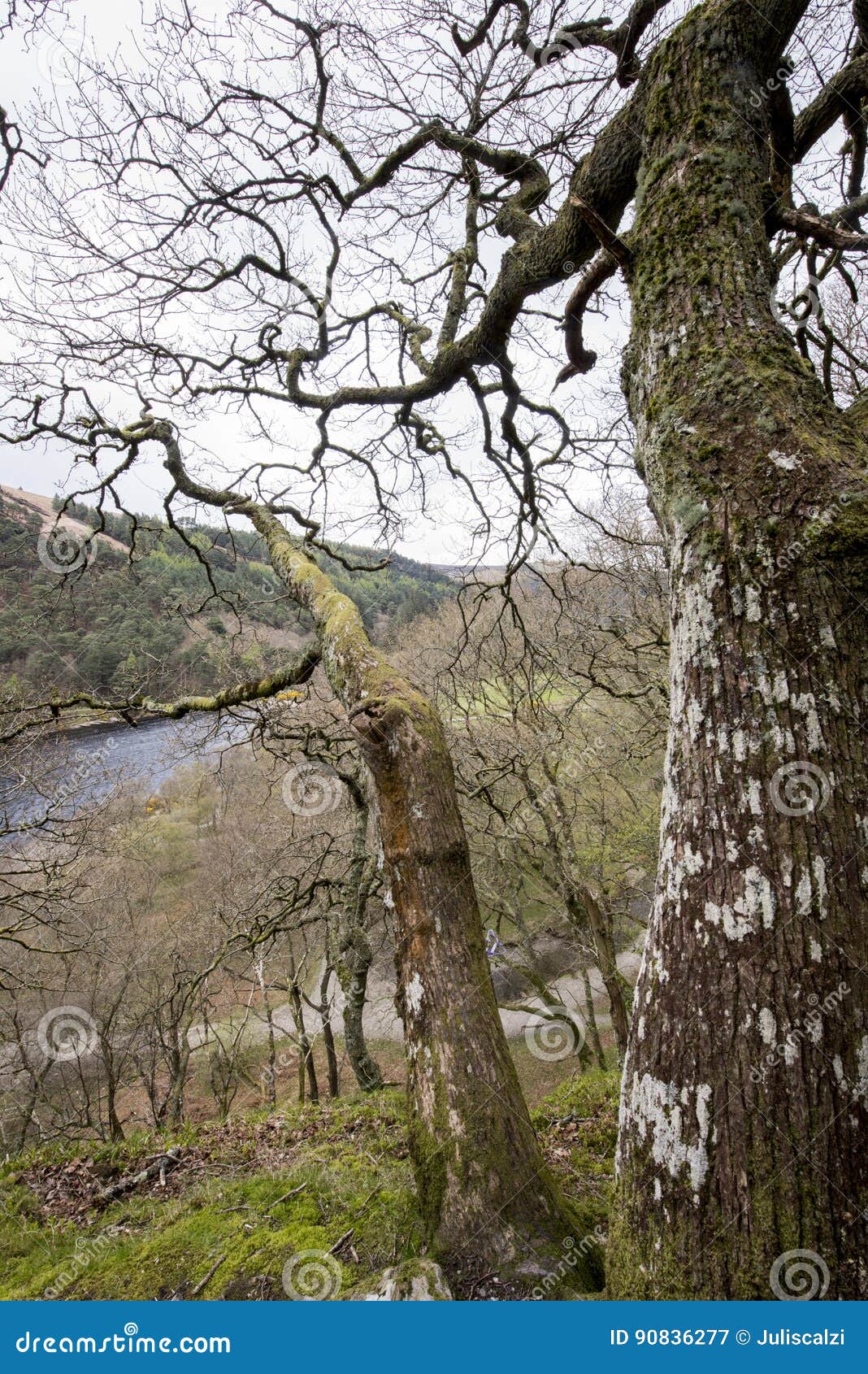 Gnarly tree branches stock image. Image of trunk, gnarly - 90836277