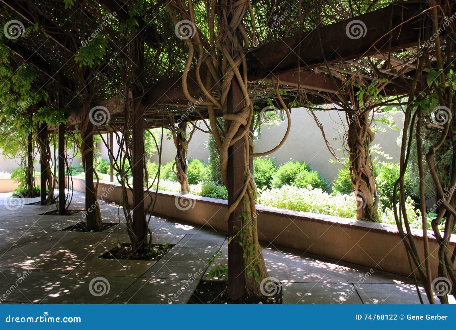 Gnarly Tree Limbs stock photo. Image of gnarly, yellow - 74768122