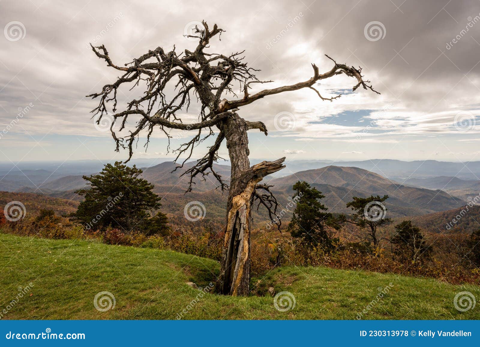Gnarly Tree Limbs Royalty-Free Stock Image | CartoonDealer.com #74768122