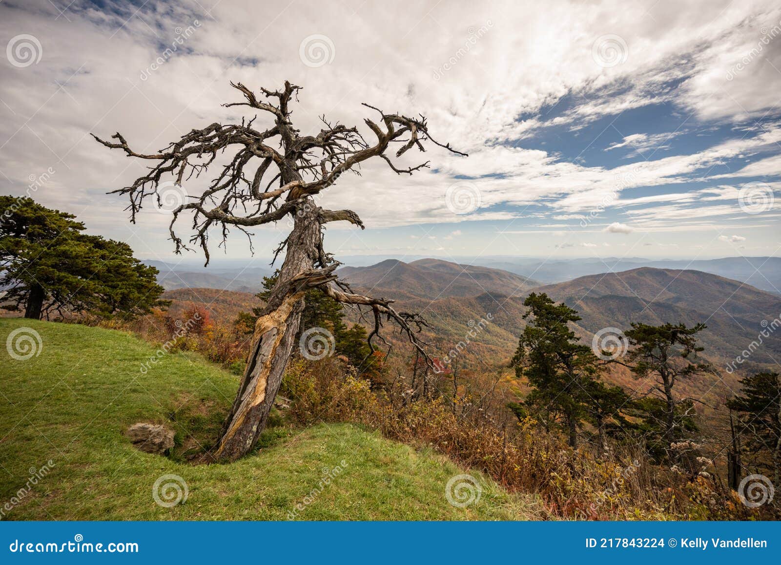 Gnarly Tree Overlooks Fall Mountain Ridges Stock Photo - Image of ...