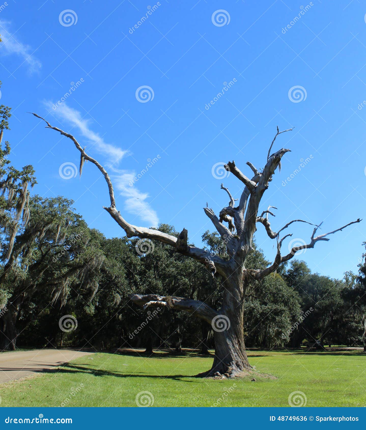 Gnarly Tree stock photo. Image of park, relaxing, tres - 48749636