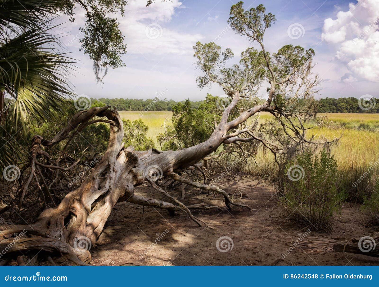 Gnarly Tree Limbs Royalty-Free Stock Image | CartoonDealer.com #74768122