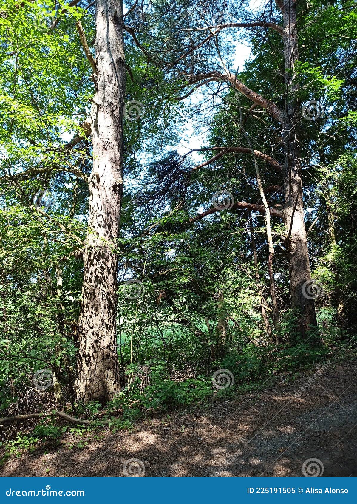 The gnarly tree trunk stock image. Image of gnarly, nature - 225191505