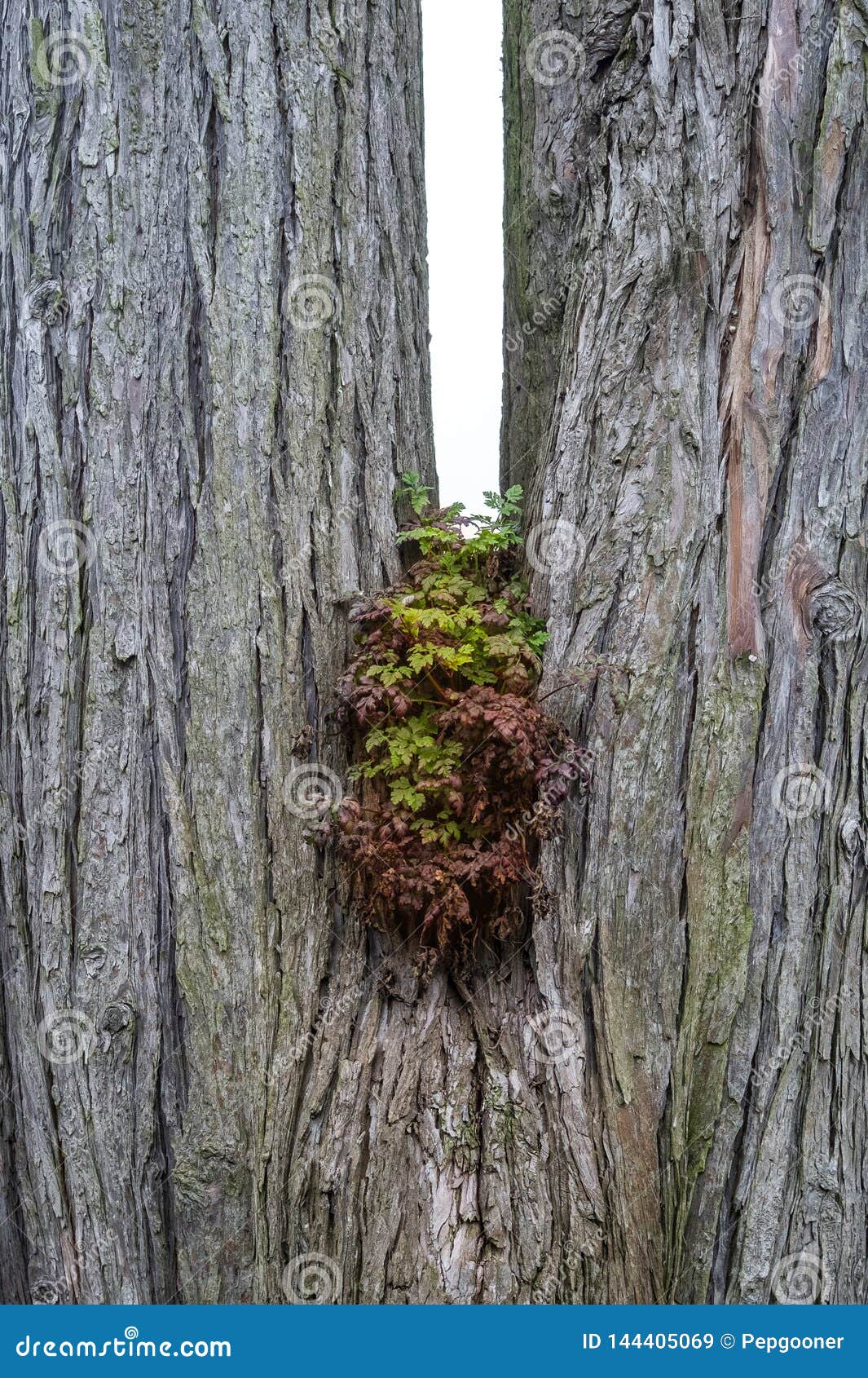 Gnarly Tree Trunk Bark in a V Shape with Foliage Growing through the ...