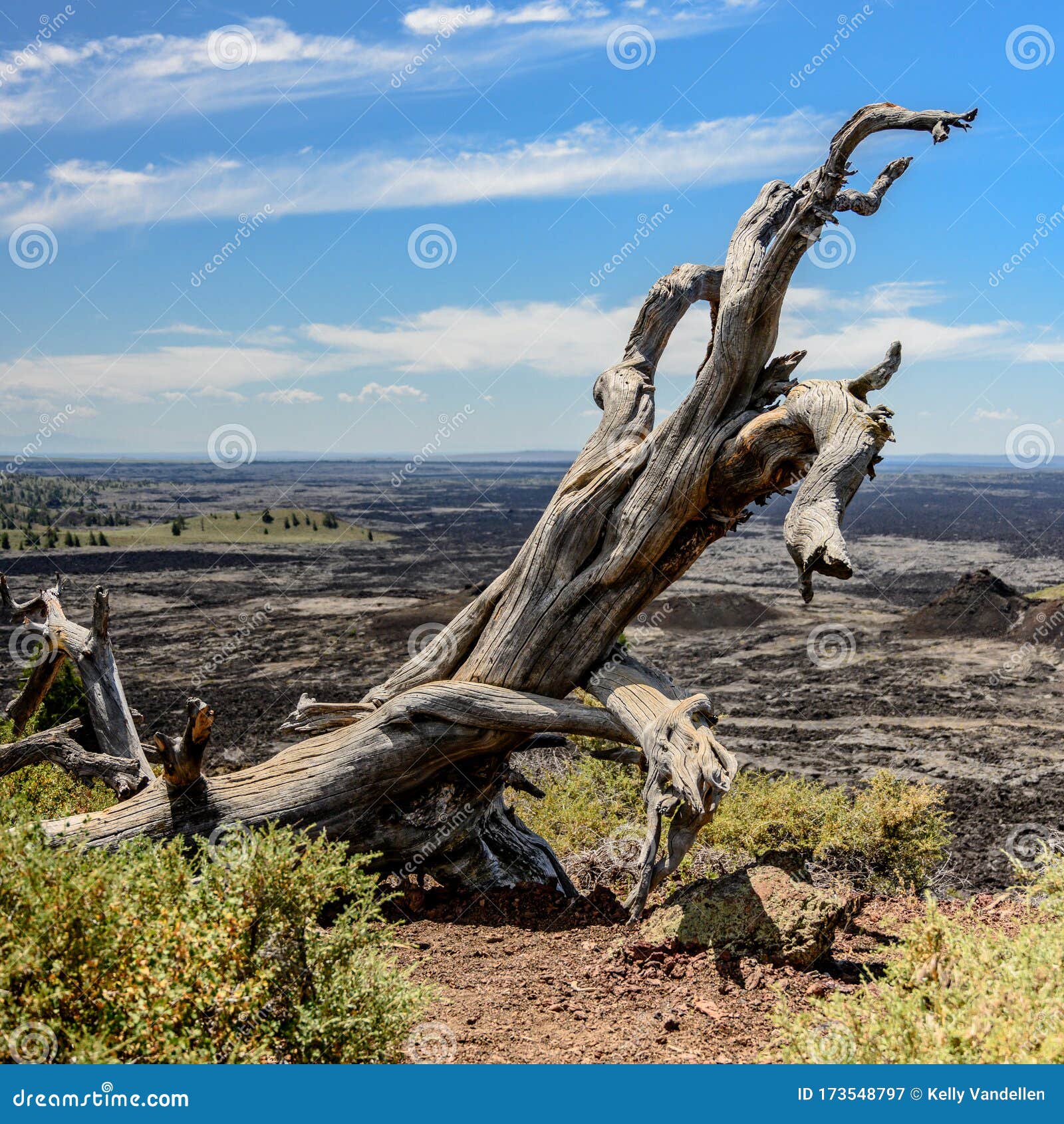 Gnarly Tree Trunk Dries in Volcanic Landscape Stock Image - Image of ...