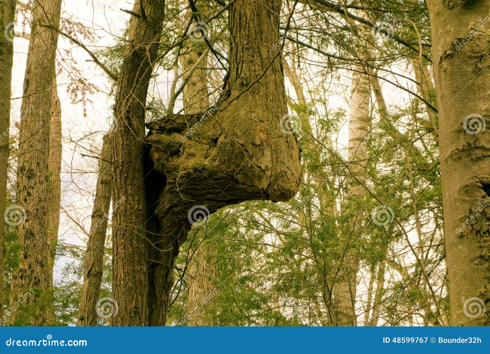 A Gnarly Tree Trunk in a Forest Stock Image - Image of outdoors, brown ...