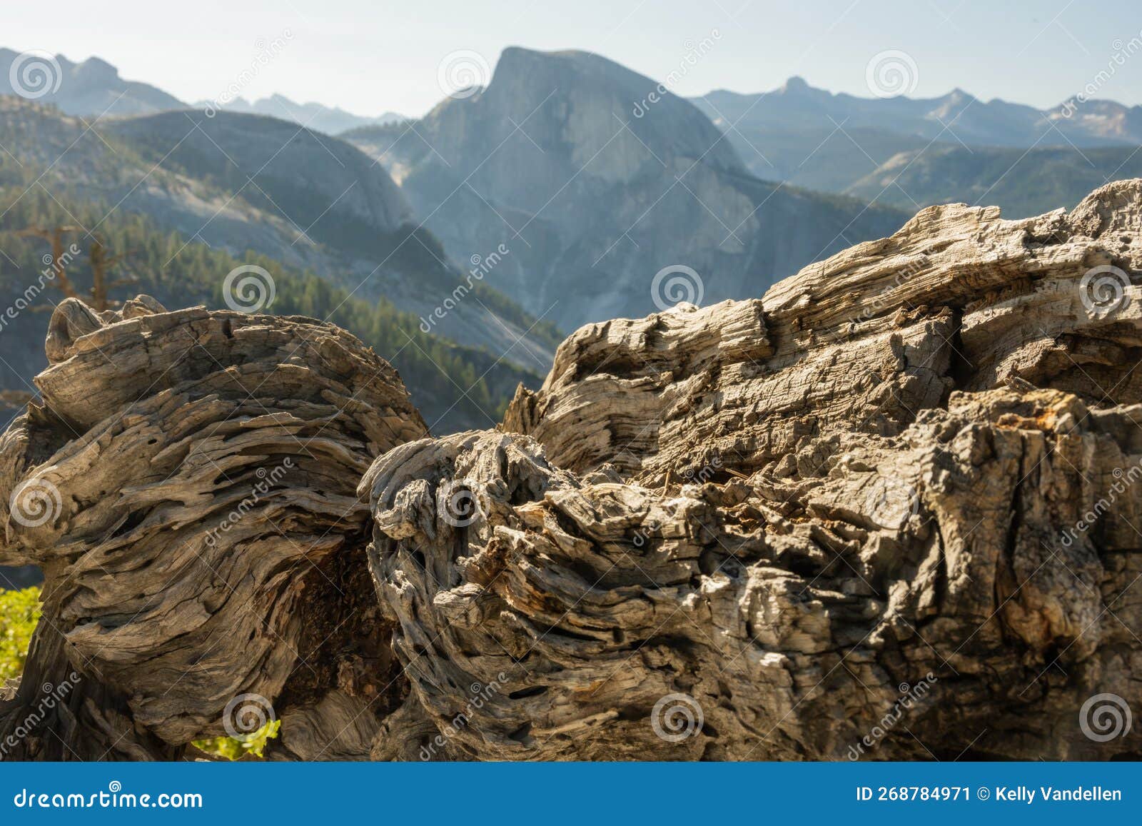 Gnarly Tree Trunk Lays on Cliff Edge Overlooking Half Dome Stock Image ...