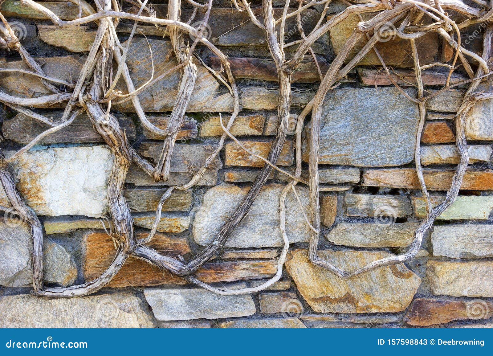 Gnarly Vine Branches on a Rock Wall Stock Image - Image of natural ...