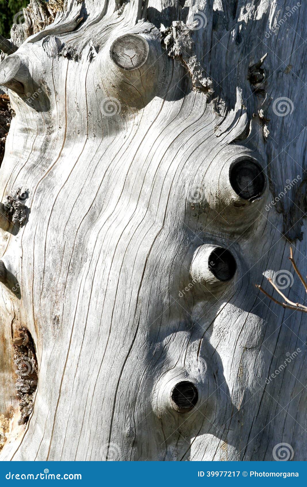 Gnarly wood texture stock image. Image of curved, rotting - 39977217