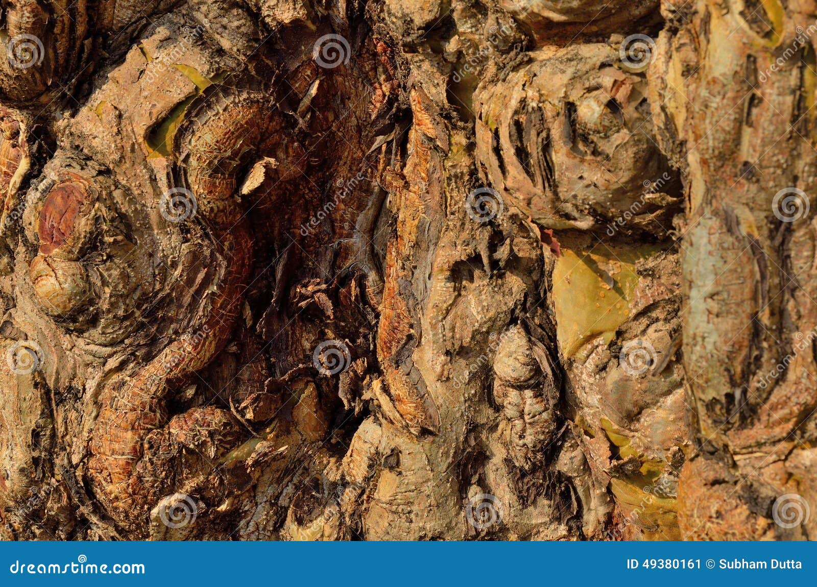 Gnarly wood texture stock image. Image of backgrounds - 49380161