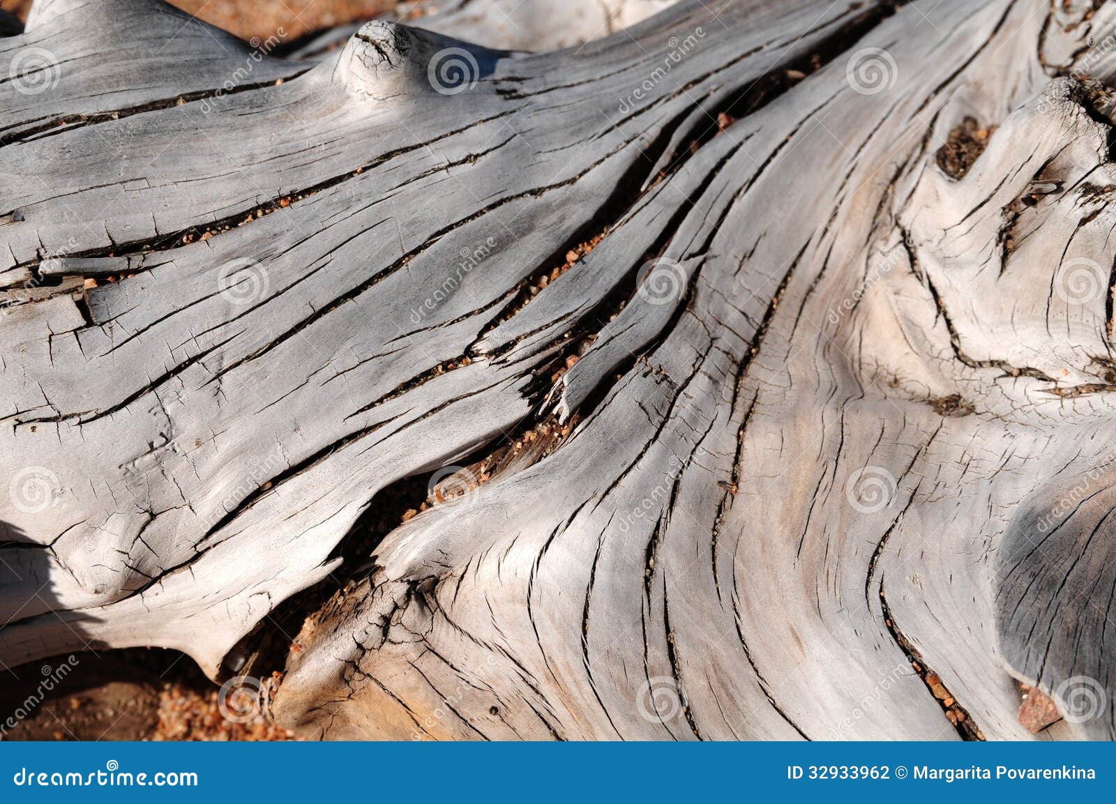 Gnarly wood texture stock photo. Image of branch, macro - 32933962