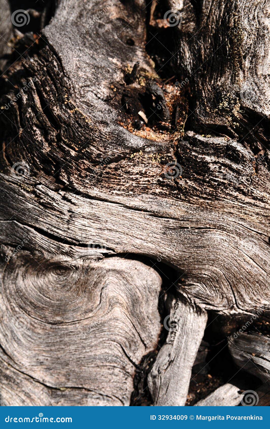 Gnarly wood texture stock image. Image of shadow, ideas - 32934009