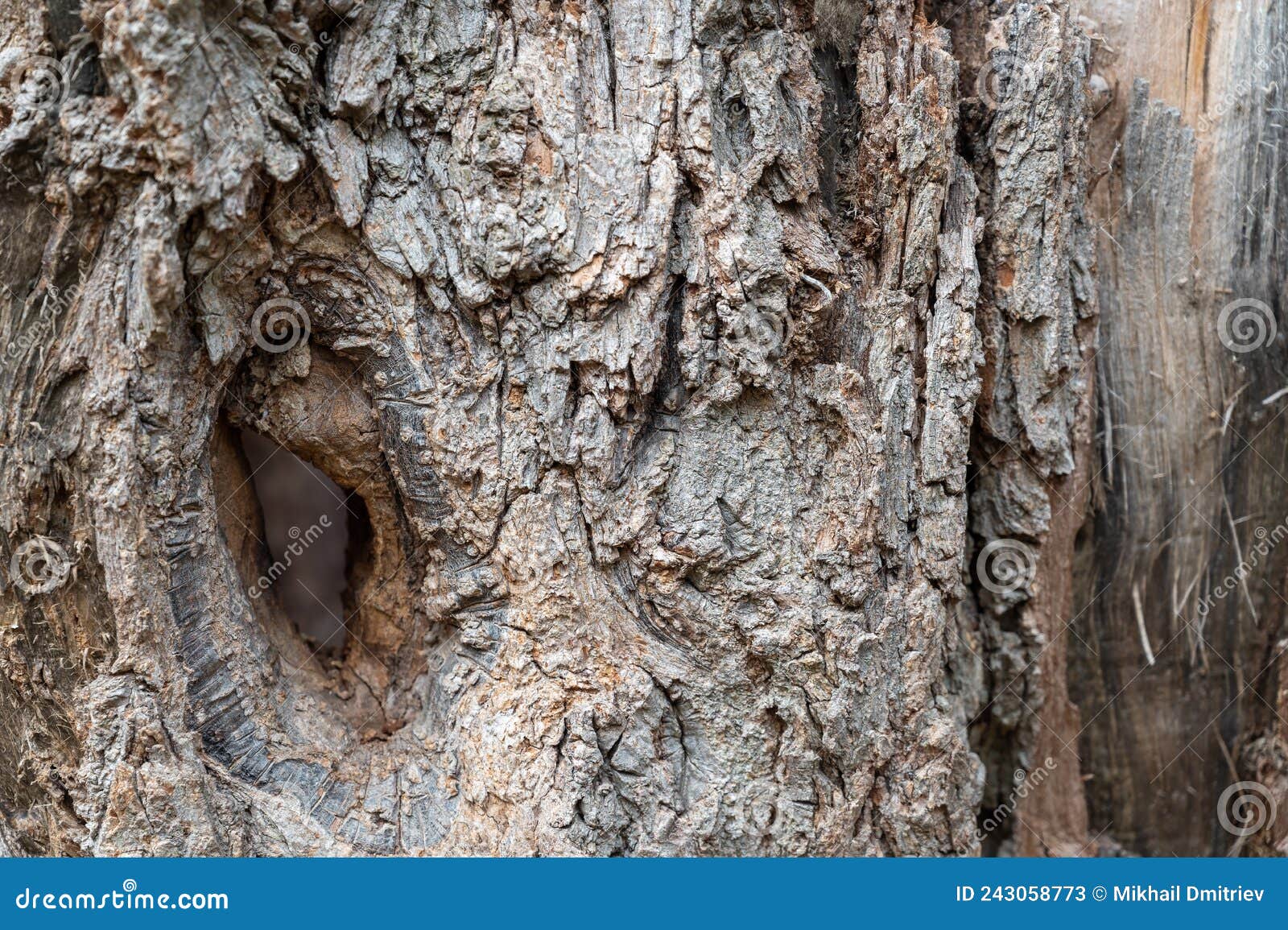 Gnarly Wood Texture Royalty-Free Stock Photo | CartoonDealer.com #39977217