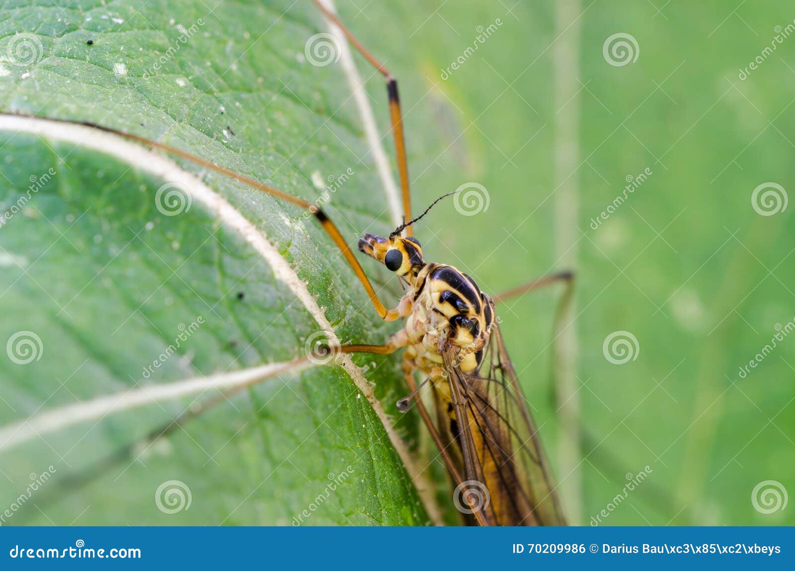 Gnat stock photo. Image of scurra, animal, wild, insect - 70209986