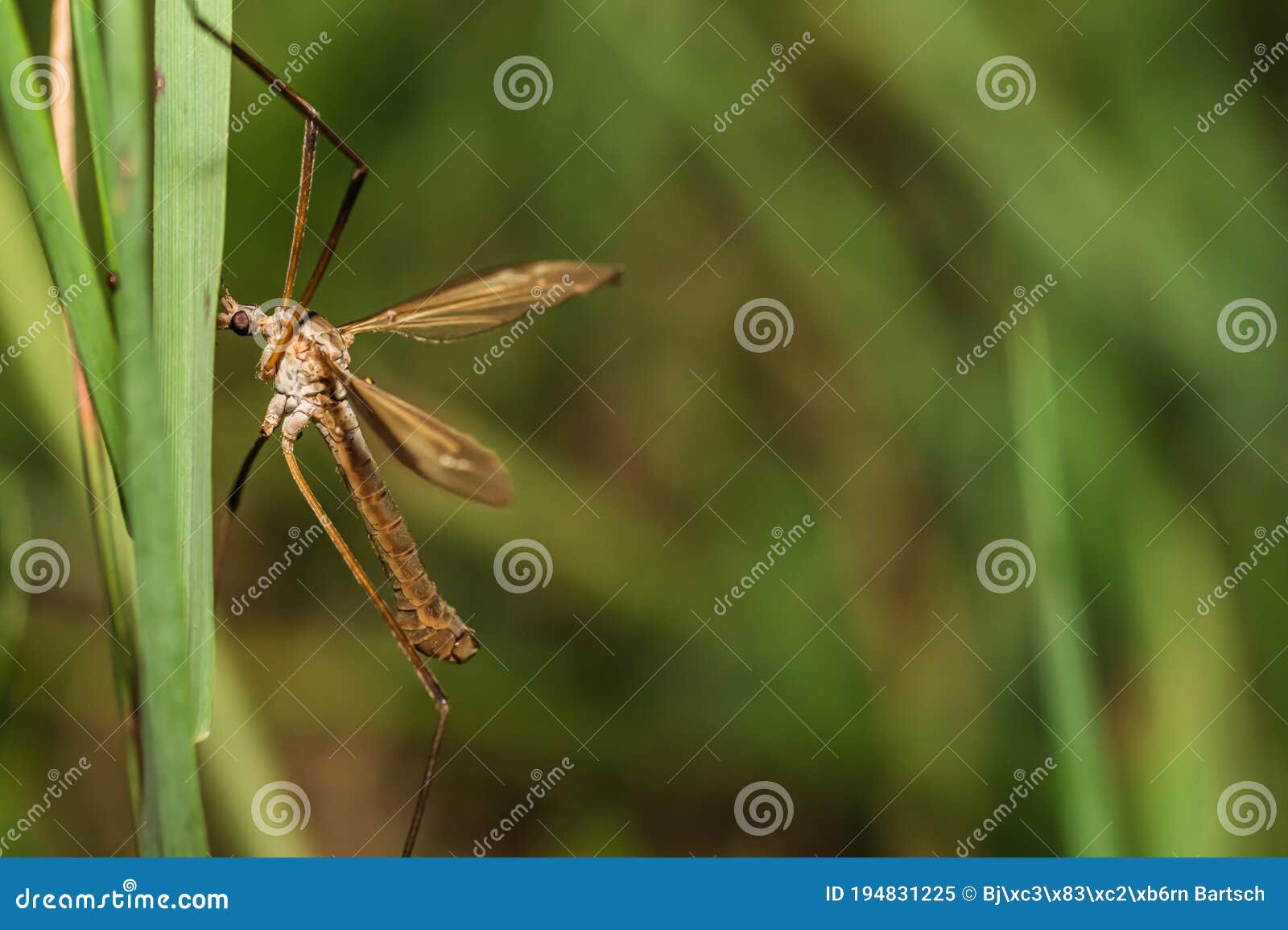 Large Schnake Stock Photos - Free & Royalty-Free Stock Photos from ...