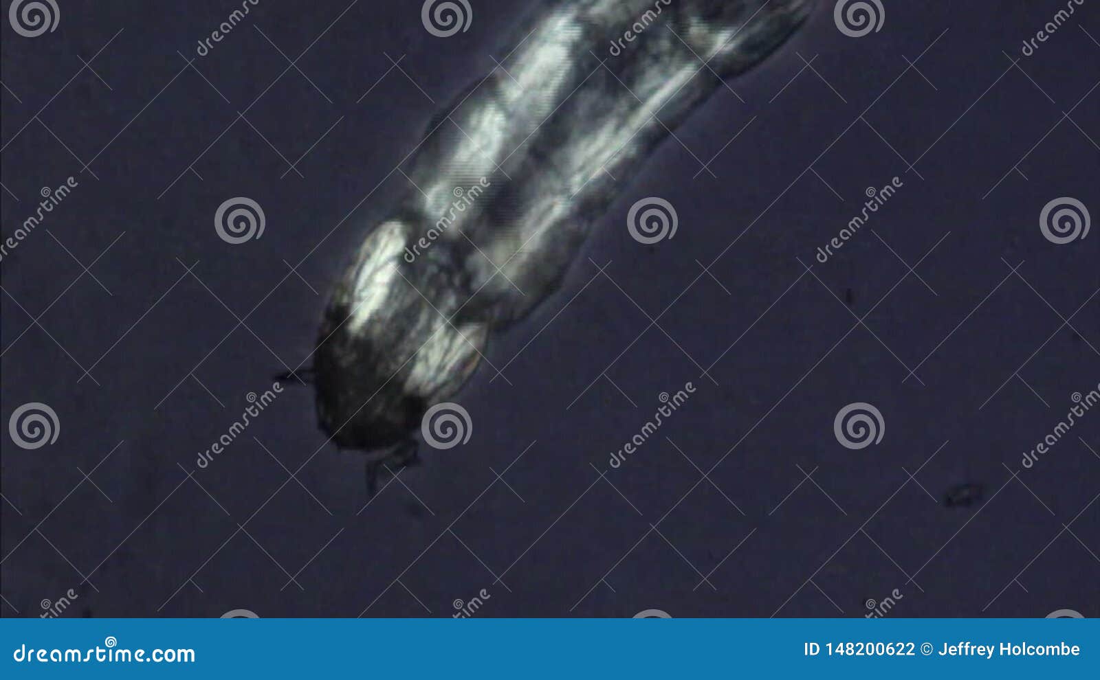 Gnat Larva Under the Microscope with Polarization. Stock Footage ...