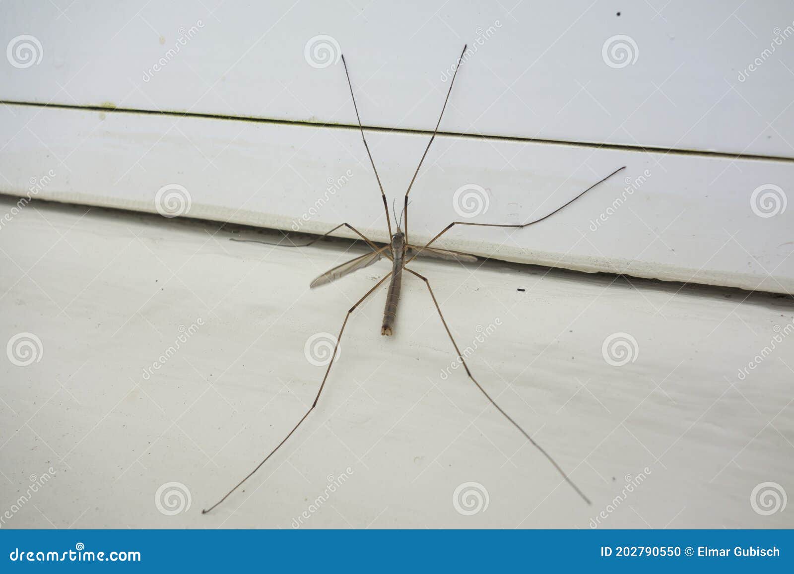 Gnat or Midge, Small Flying Insect Stock Photo - Image of organism ...