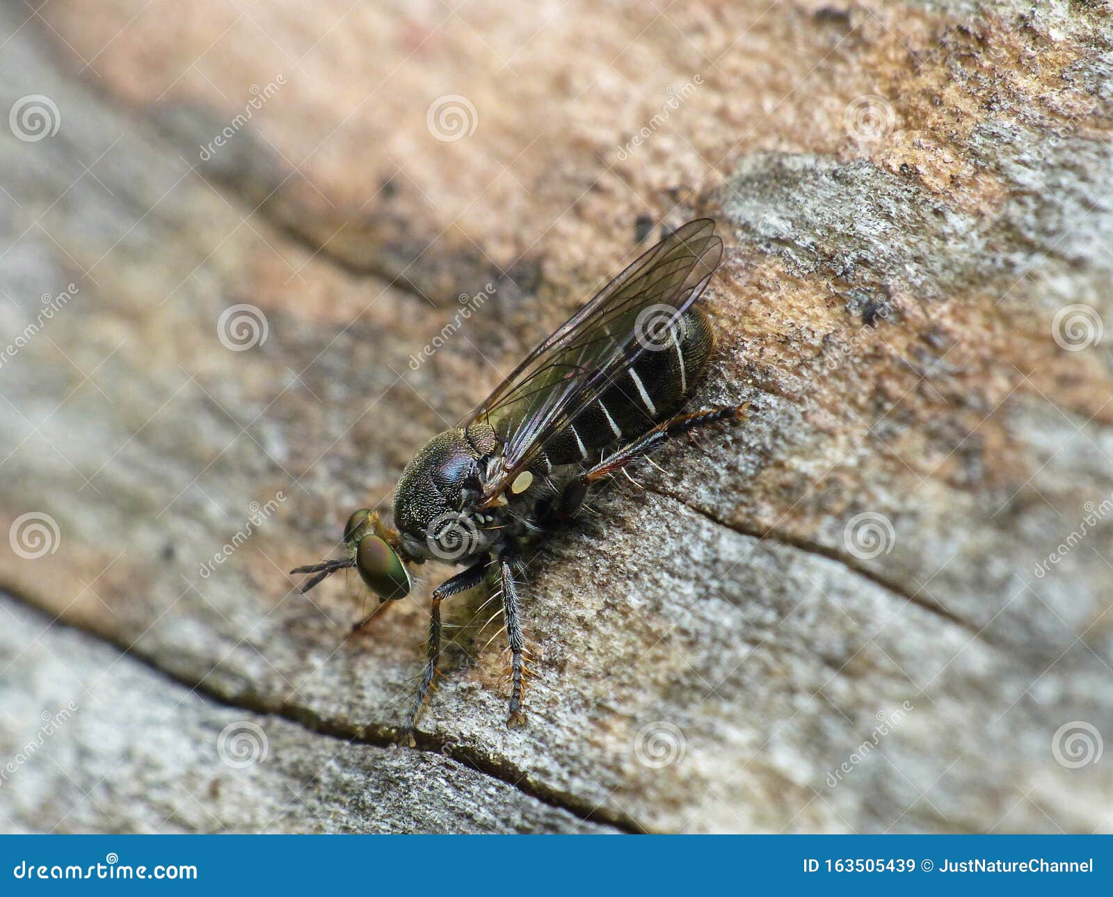 Gnat Ogre on Wood Side View Stock Image - Image of black, macro: 163505439
