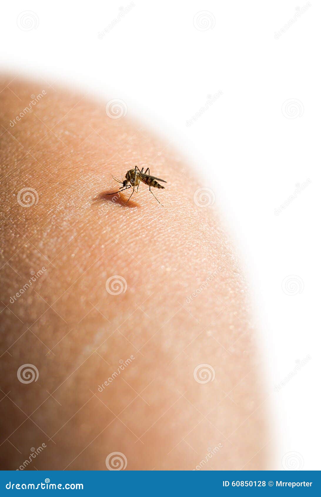 Gnat on shoulder stock photo. Image of animal, infect - 60850128