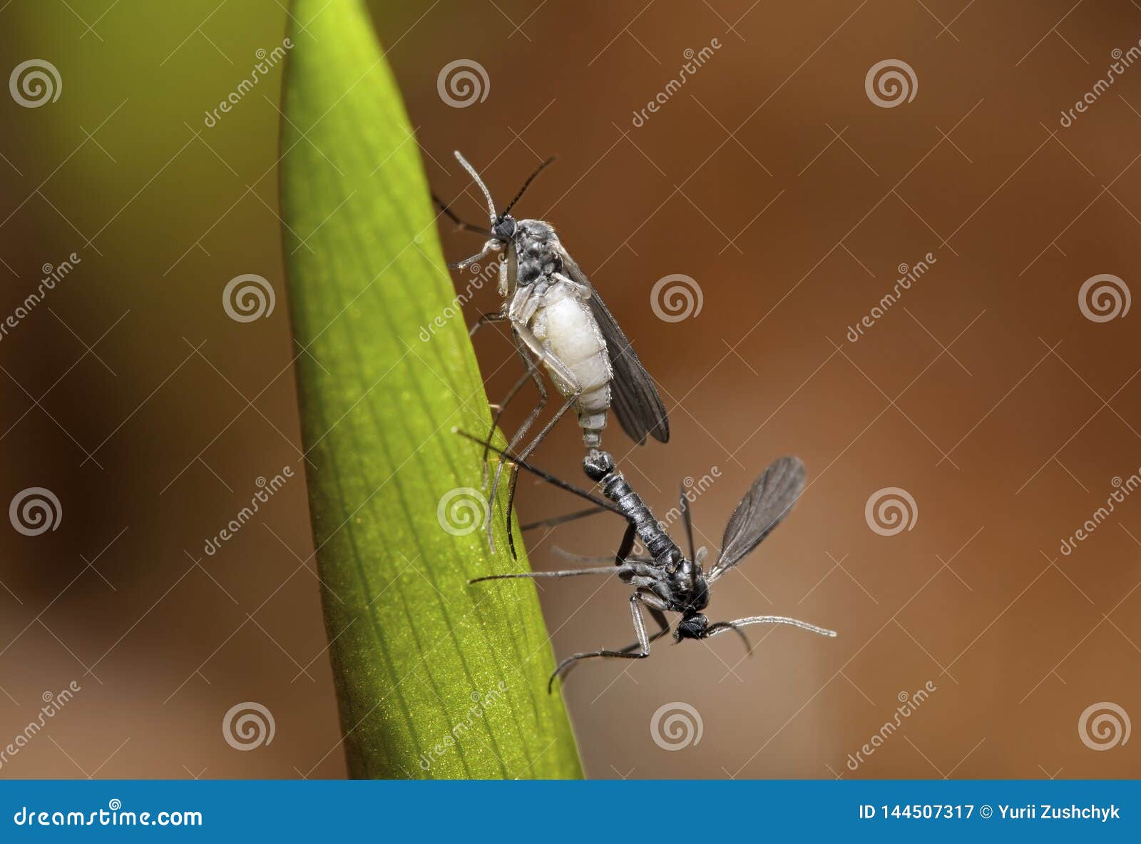 Gnats Mating on a Tree Trunk Stock Image - Image of coupling, midge ...
