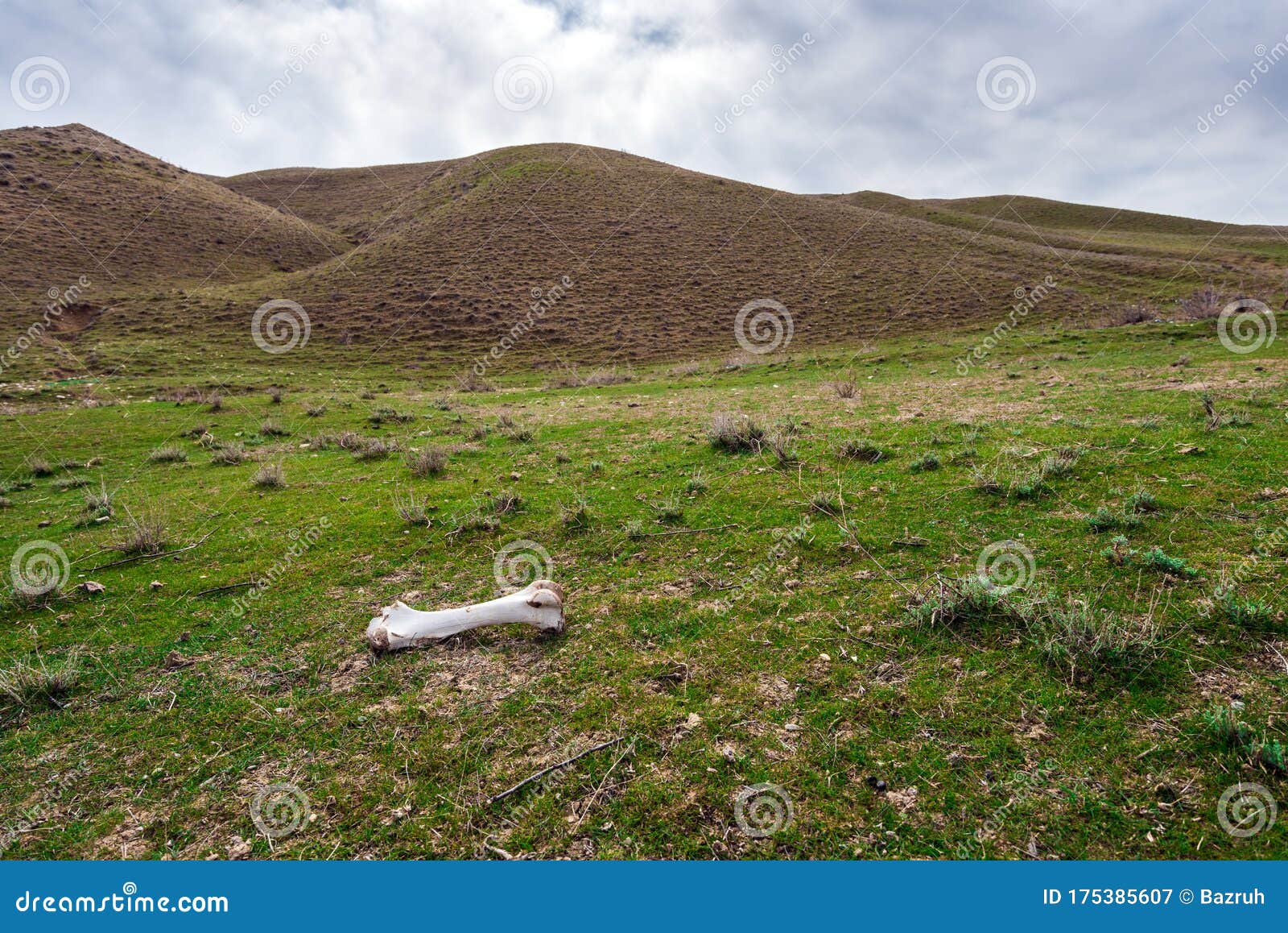 Gnawed Animal Bone on Green Grass Stock Image - Image of offering ...